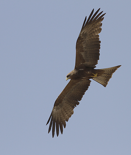 Yellow-billed Kite
