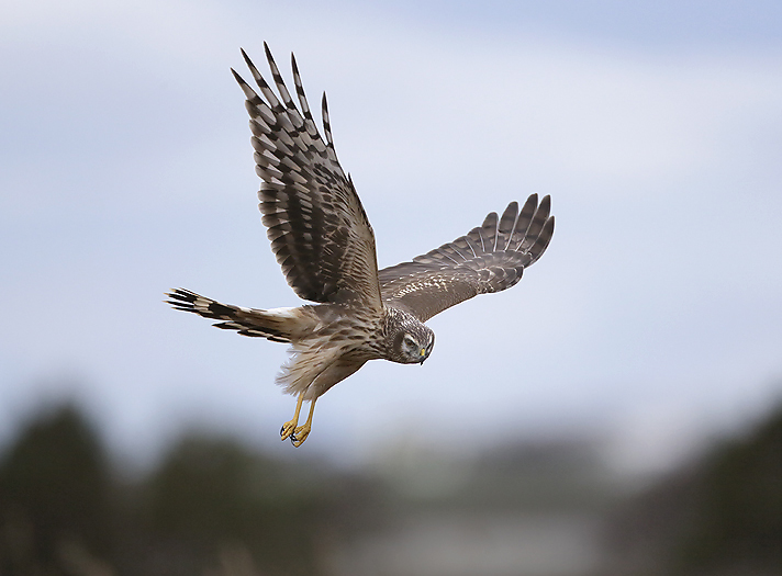 Hen Harrier