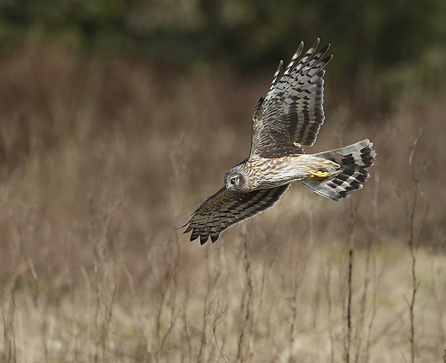 Hen Harrier