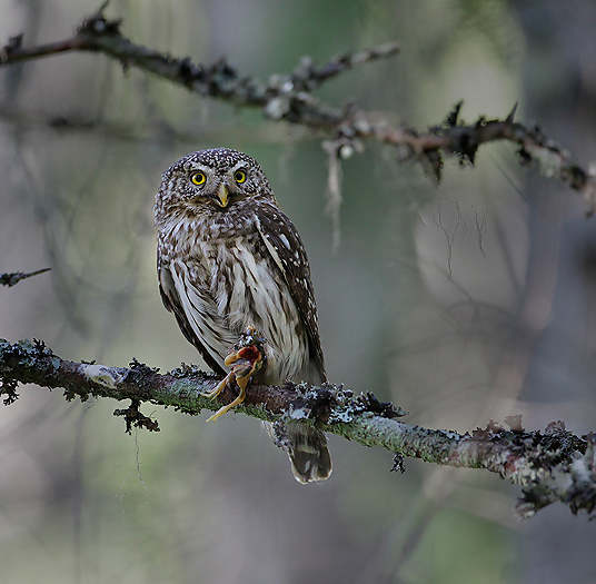 Pygmy Owl