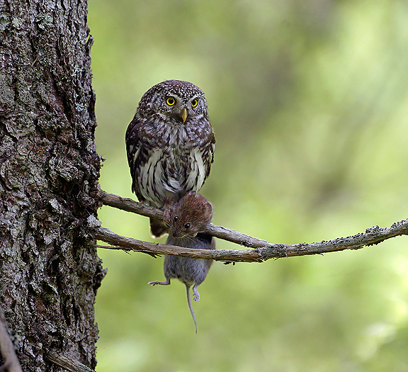 Pygmy Owl
