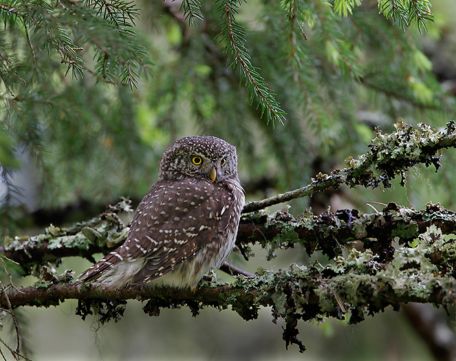 Pygmy Owl