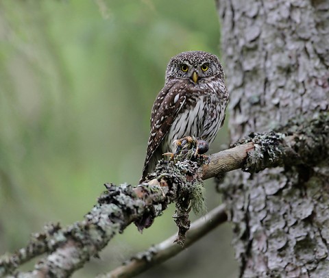 Pygmy Owl