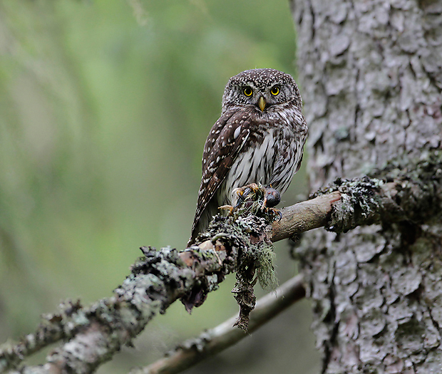 Pygmy Owl