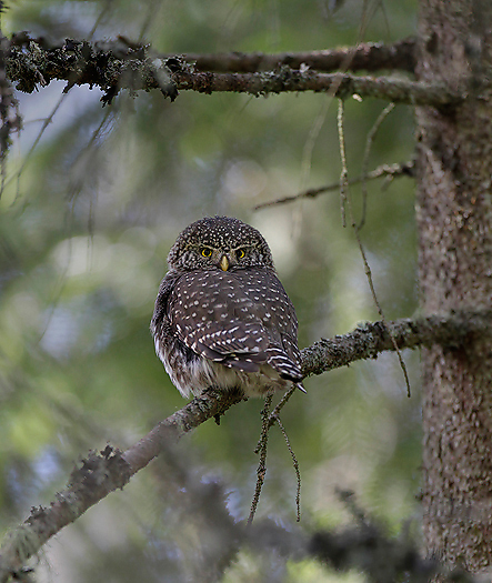 Pygmy Owl
