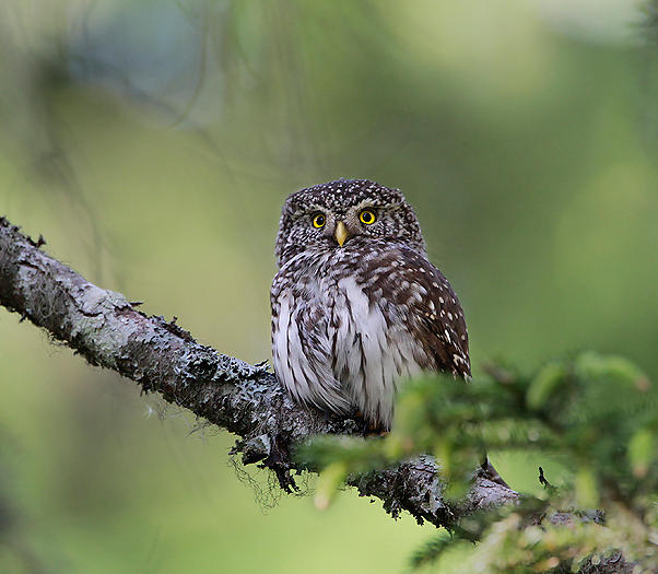 Pygmy Owl
