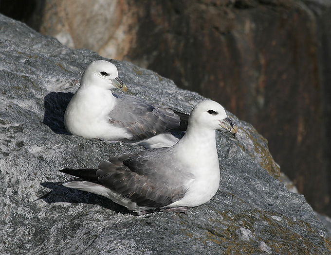 Seabirds