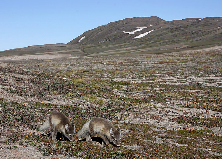 Arctic Fox
