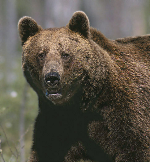 Brown Bear