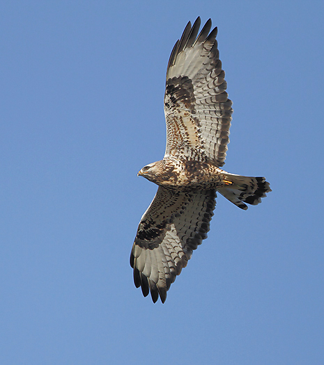 Rough-legged Buzzard