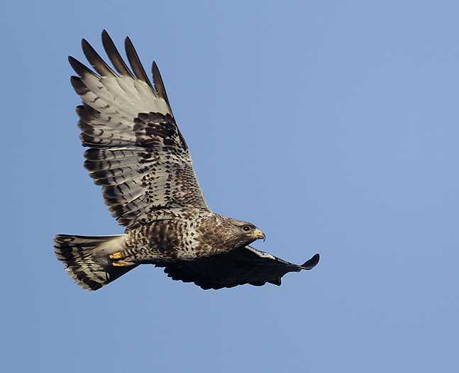 Rough-legged Buzzard