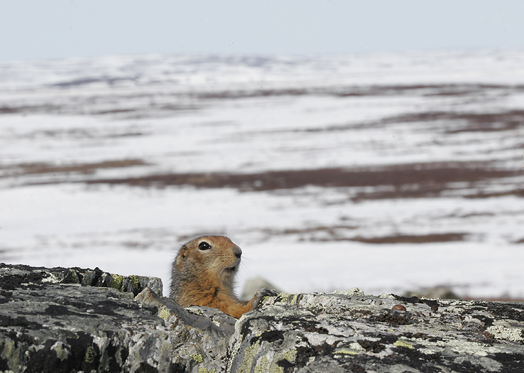 Arctic Ground Squirrel