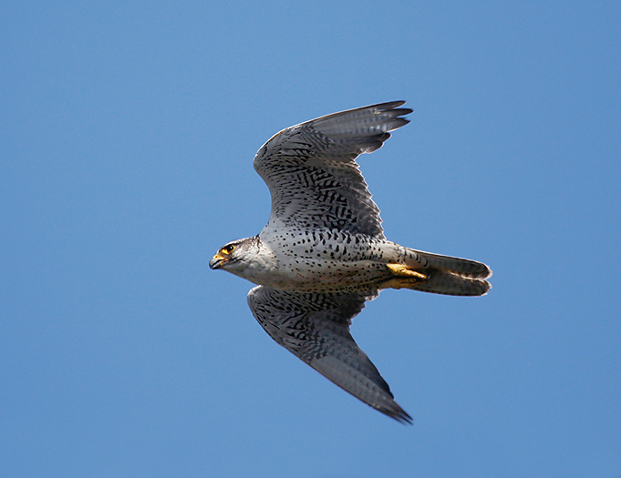 Gyr Falcon