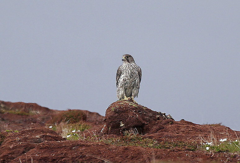 Gyr Falcon