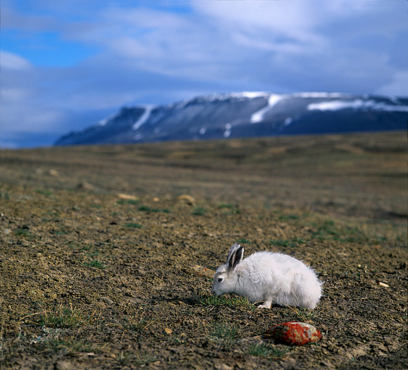 Arctic Hare