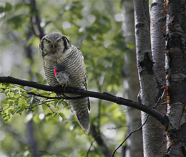Hawk Owl