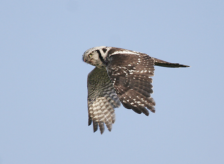 Hawk Owl