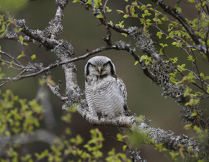 Hawk Owl