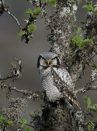 Hawk Owl
