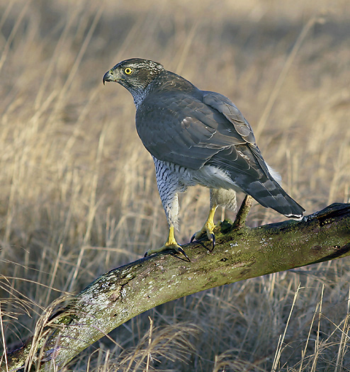 Goshawk