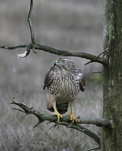 Goshawk