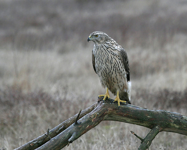Goshawk