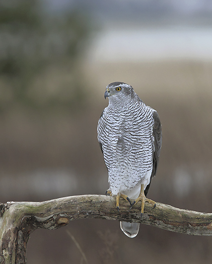 Goshawk