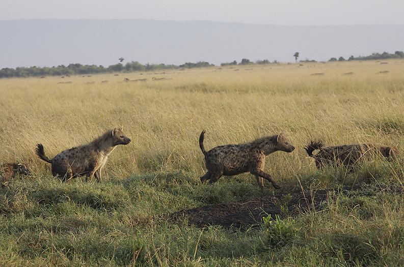 Spotted Hyaena