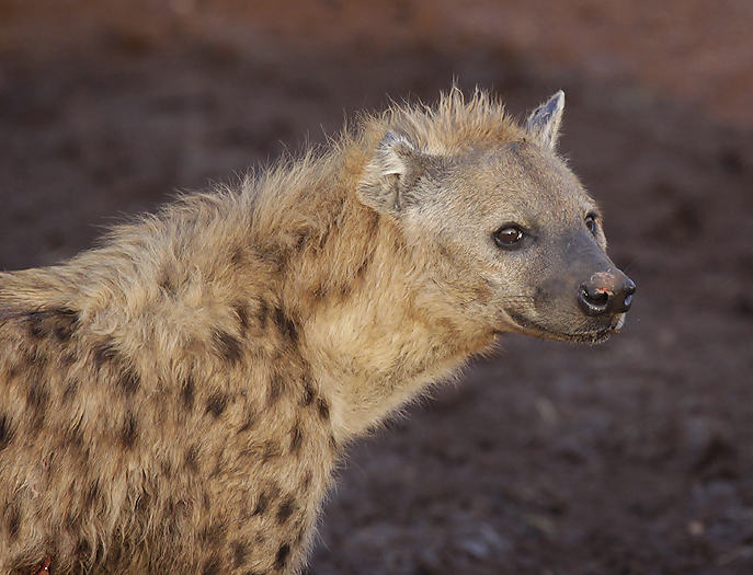 Spotted Hyaena
