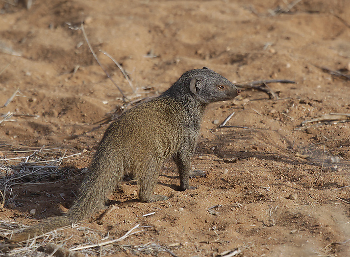 Mongooses