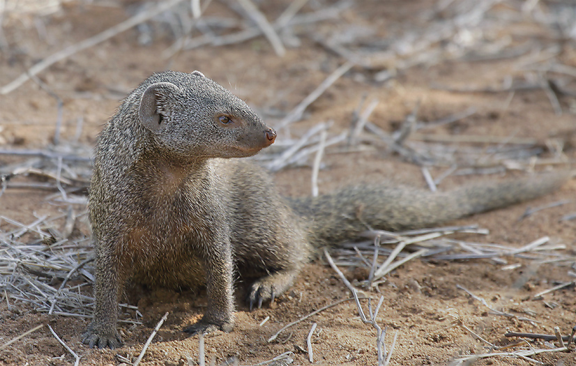 Mongooses