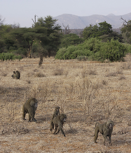 Primates