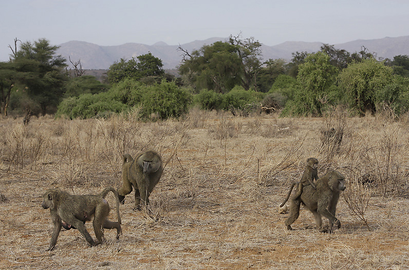 Primates