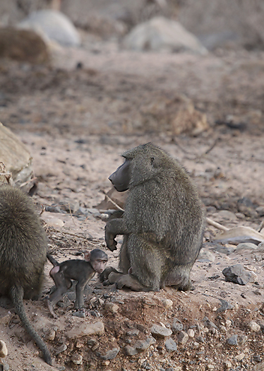 Primates