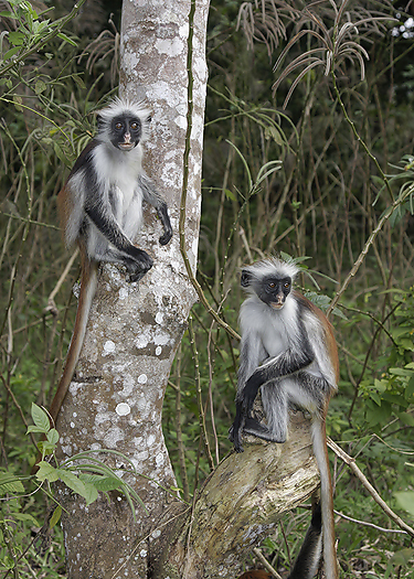 Primates