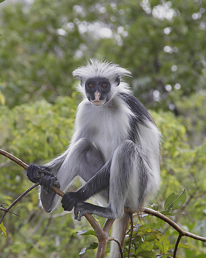 Primates