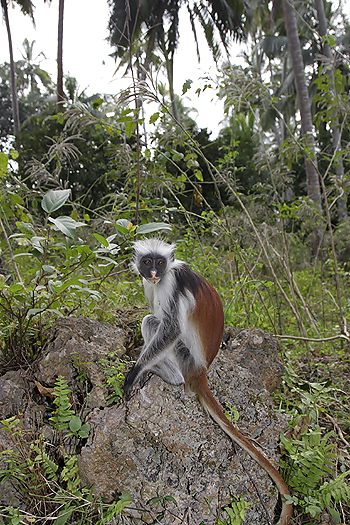 Primates