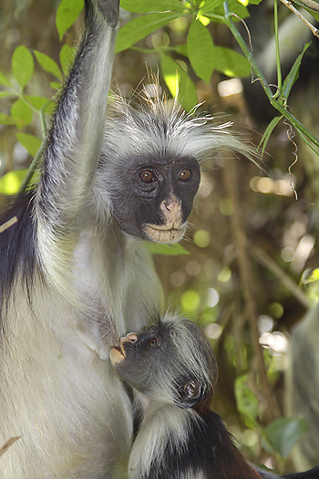 Primates