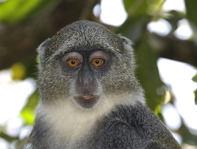 Primates