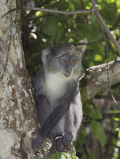 Primates