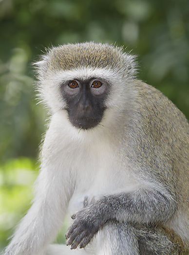 Primates