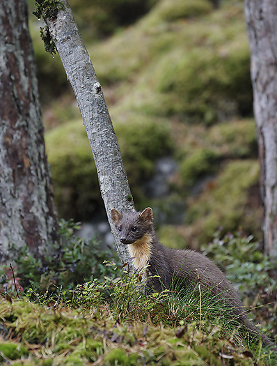 Marten