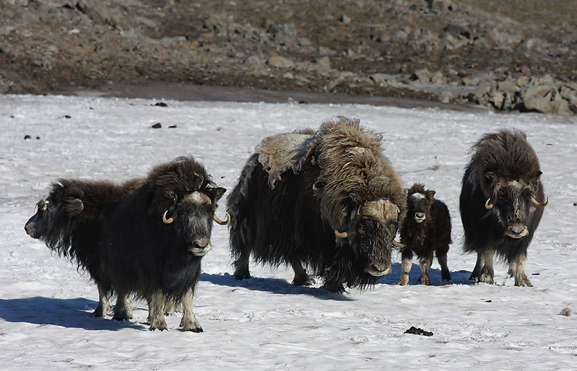Muskox