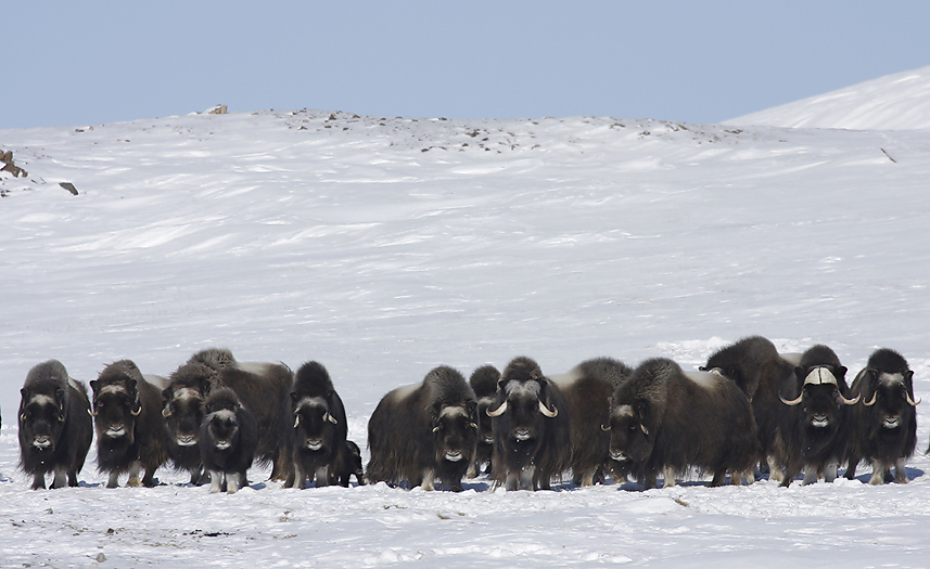 Muskox