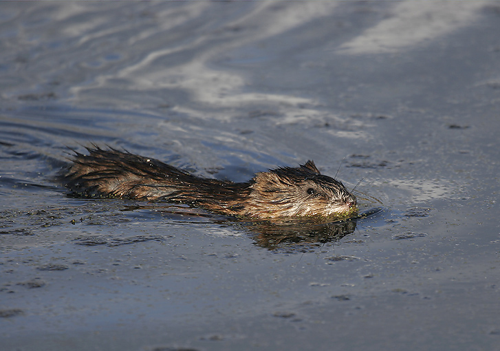 Muskrat