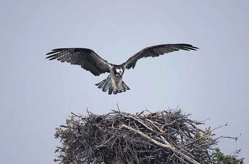 Osprey