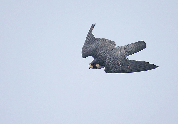 Peregrine Falcon
