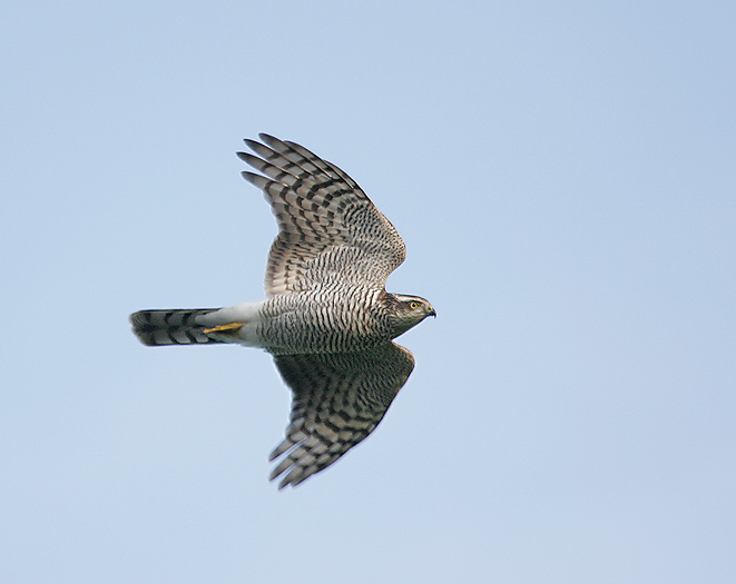 Sparrow hawk