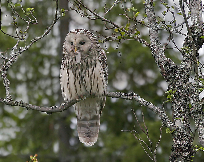Ural Owl