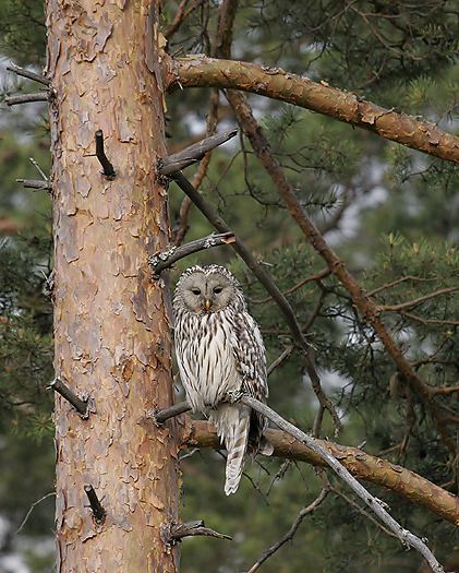 Ural Owl